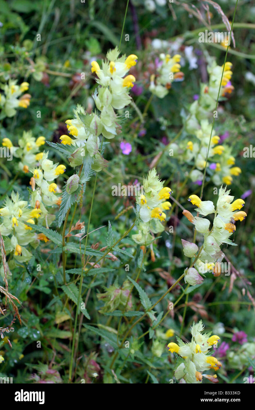 RHINANTHUS MINOR YELLOW RATTLE ABOVE ESPINAMA PICOS DE EUROPA Stock ...