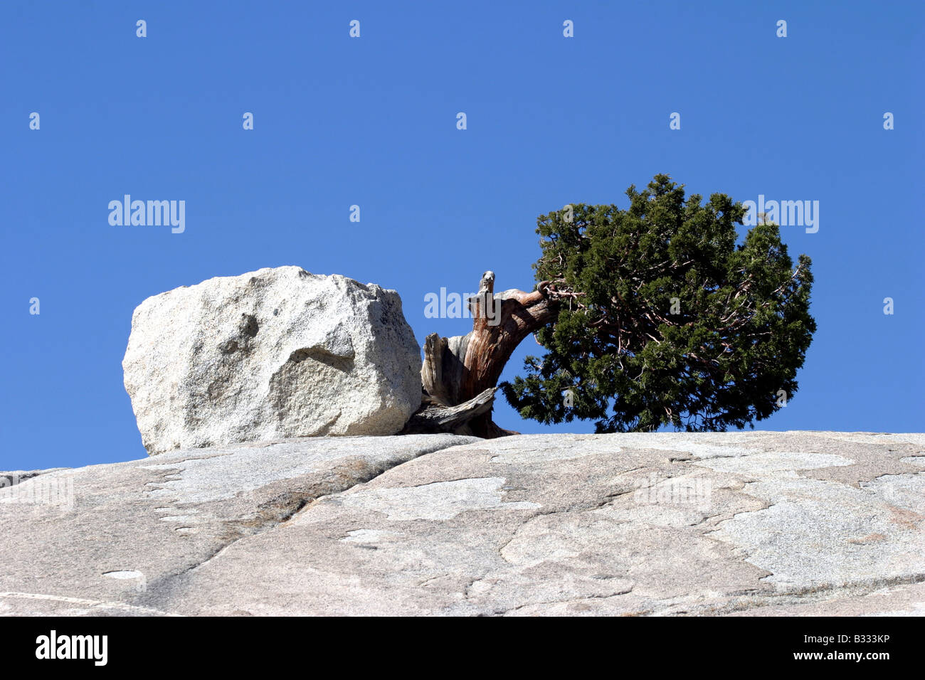 pine with rock Stock Photo - Alamy