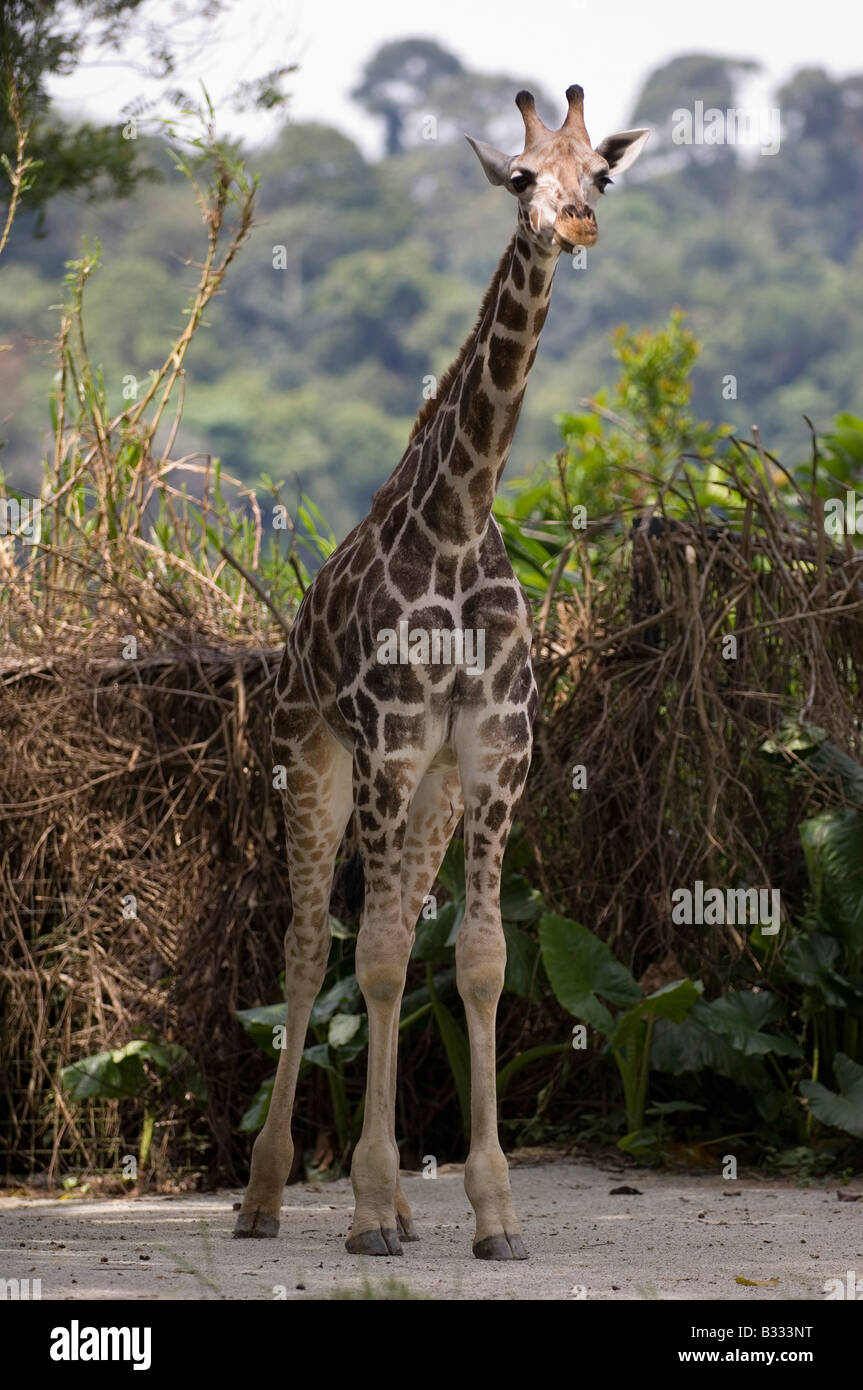 A baby giraffe stands tall Stock Photo - Alamy