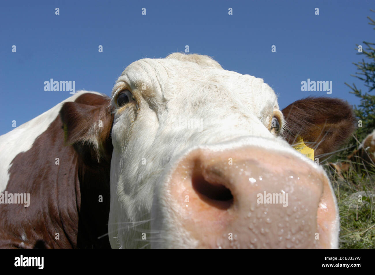 Head of a cow Stock Photo - Alamy