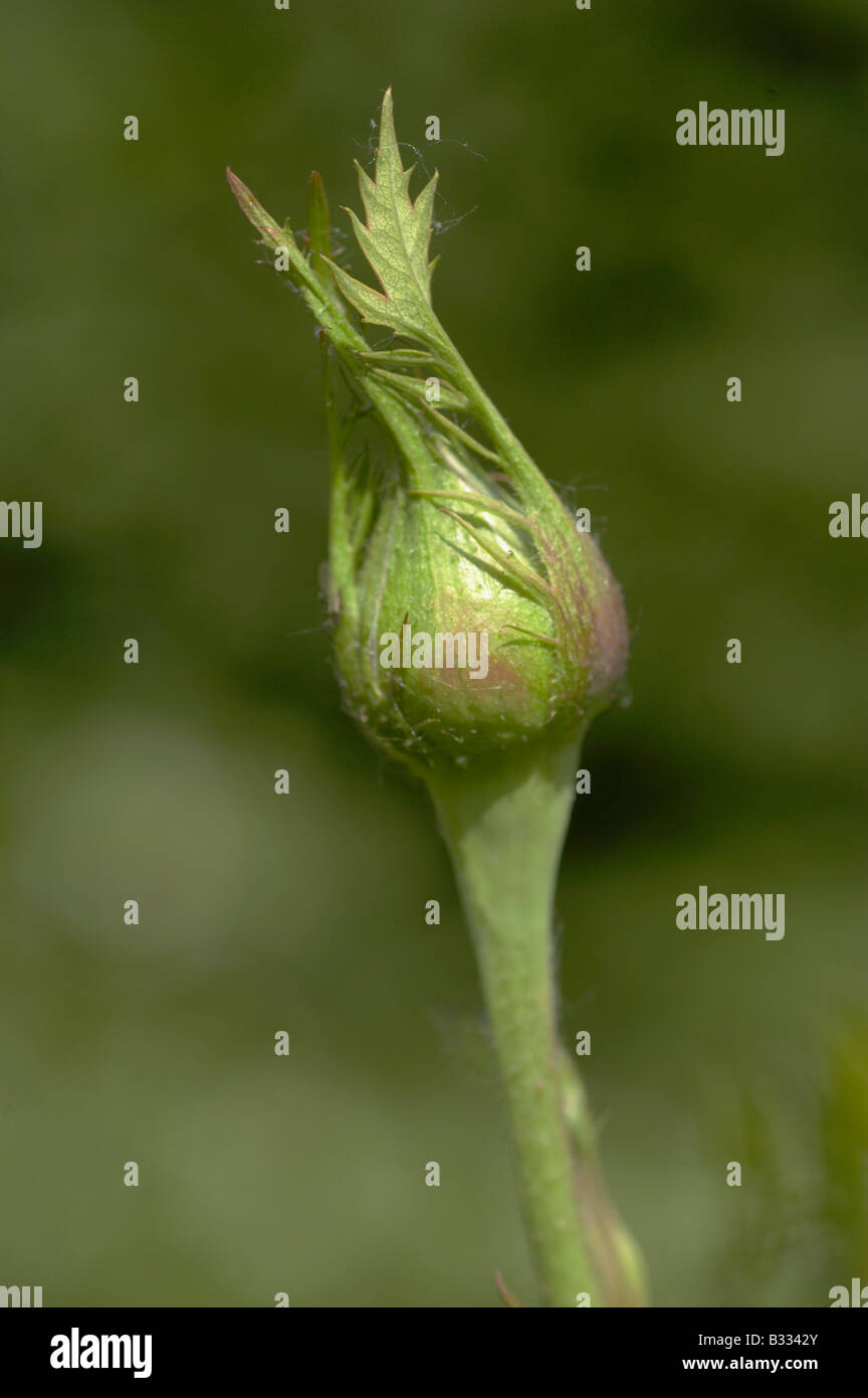 Buds vegetation hi-res stock photography and images - Alamy