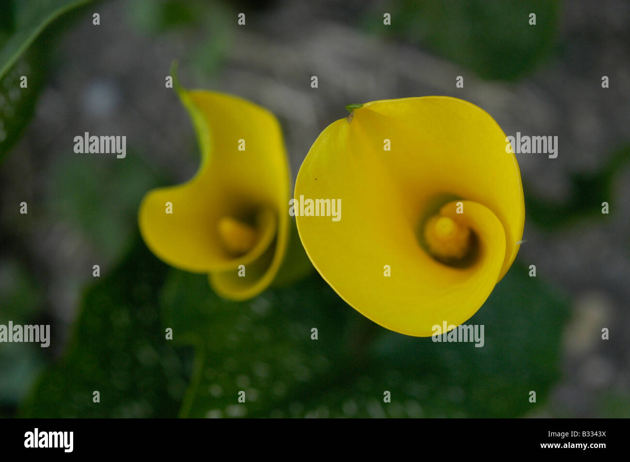 Golden calla hi-res stock photography and images - Alamy