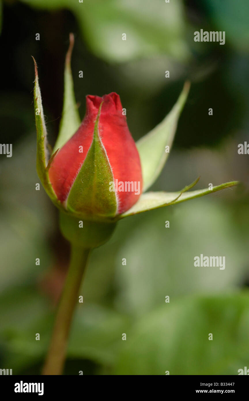 Buds vegetation hi-res stock photography and images - Alamy