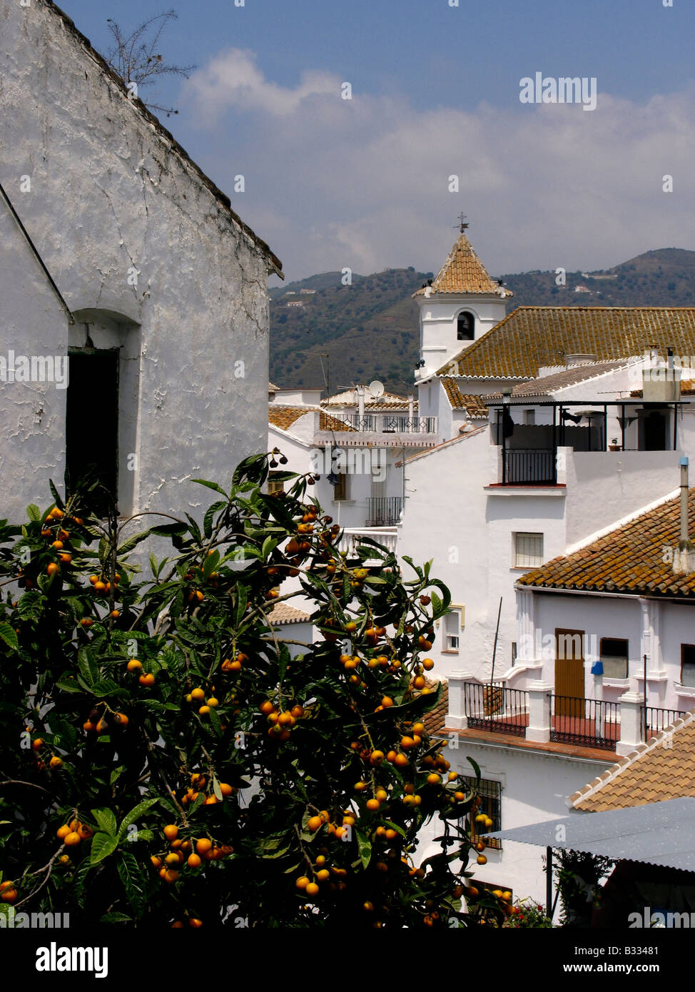 Nisperos in Sayalonga, Costa del Sol, Andalucia, Spain Stock Photo - Alamy