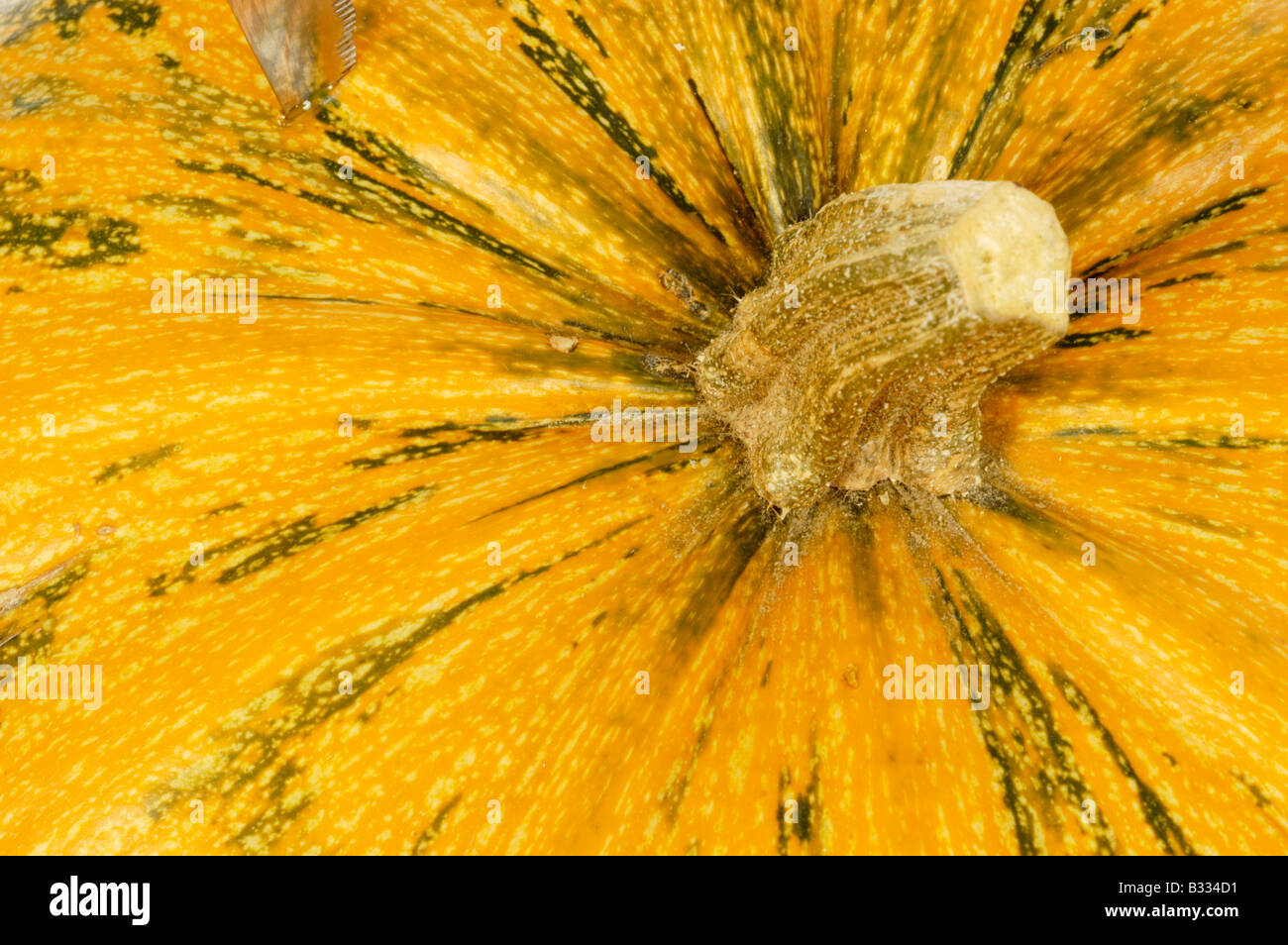 pumpkin studio taking Stock Photo - Alamy