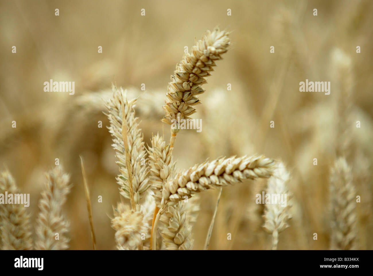 Wheat heads hi-res stock photography and images - Alamy