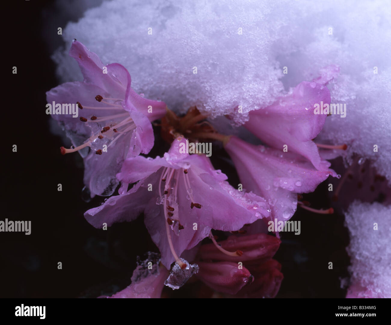 Azalea in snow Stock Photo - Alamy