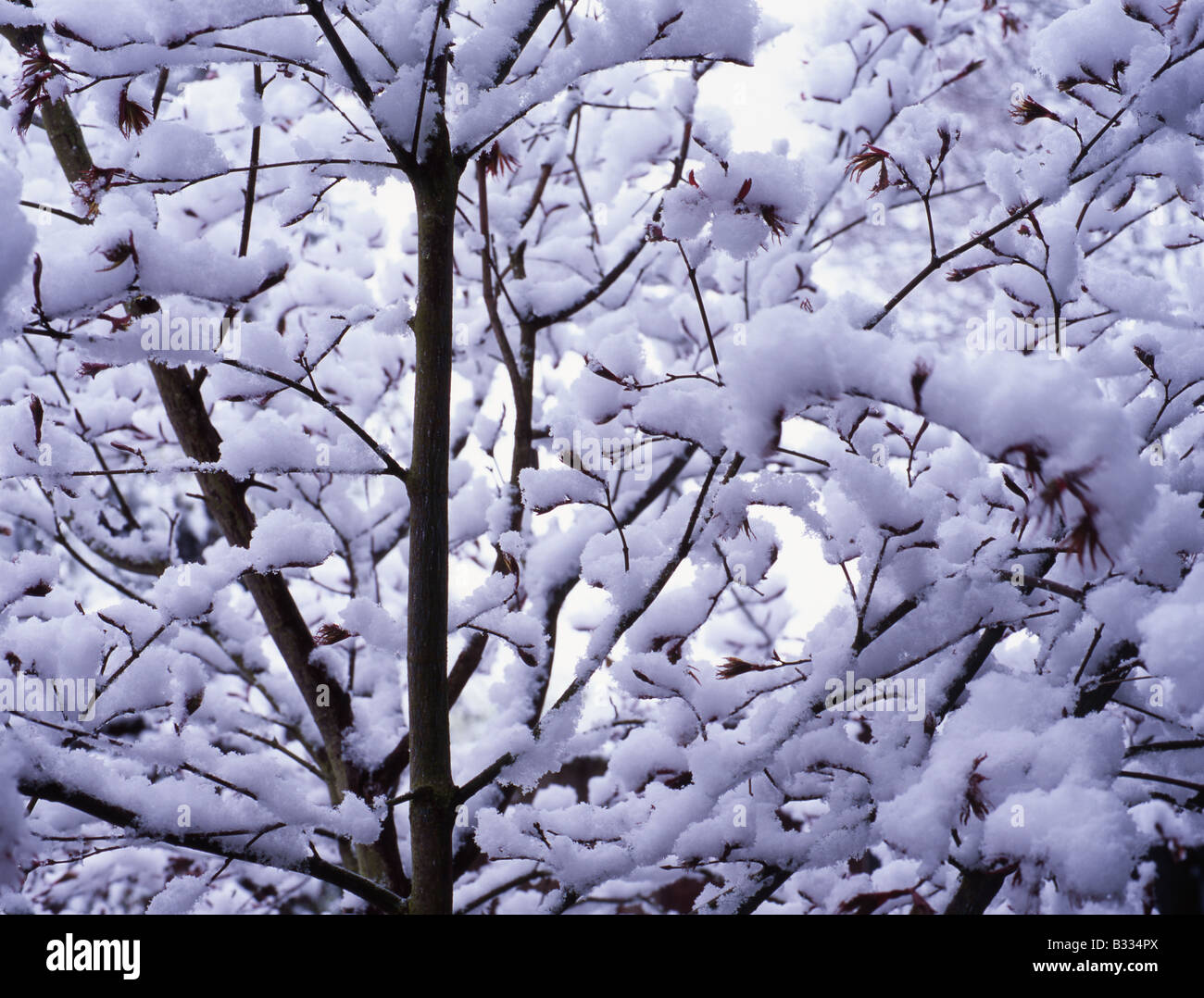 Snow Covered maple, Essex, UK Stock Photo - Alamy