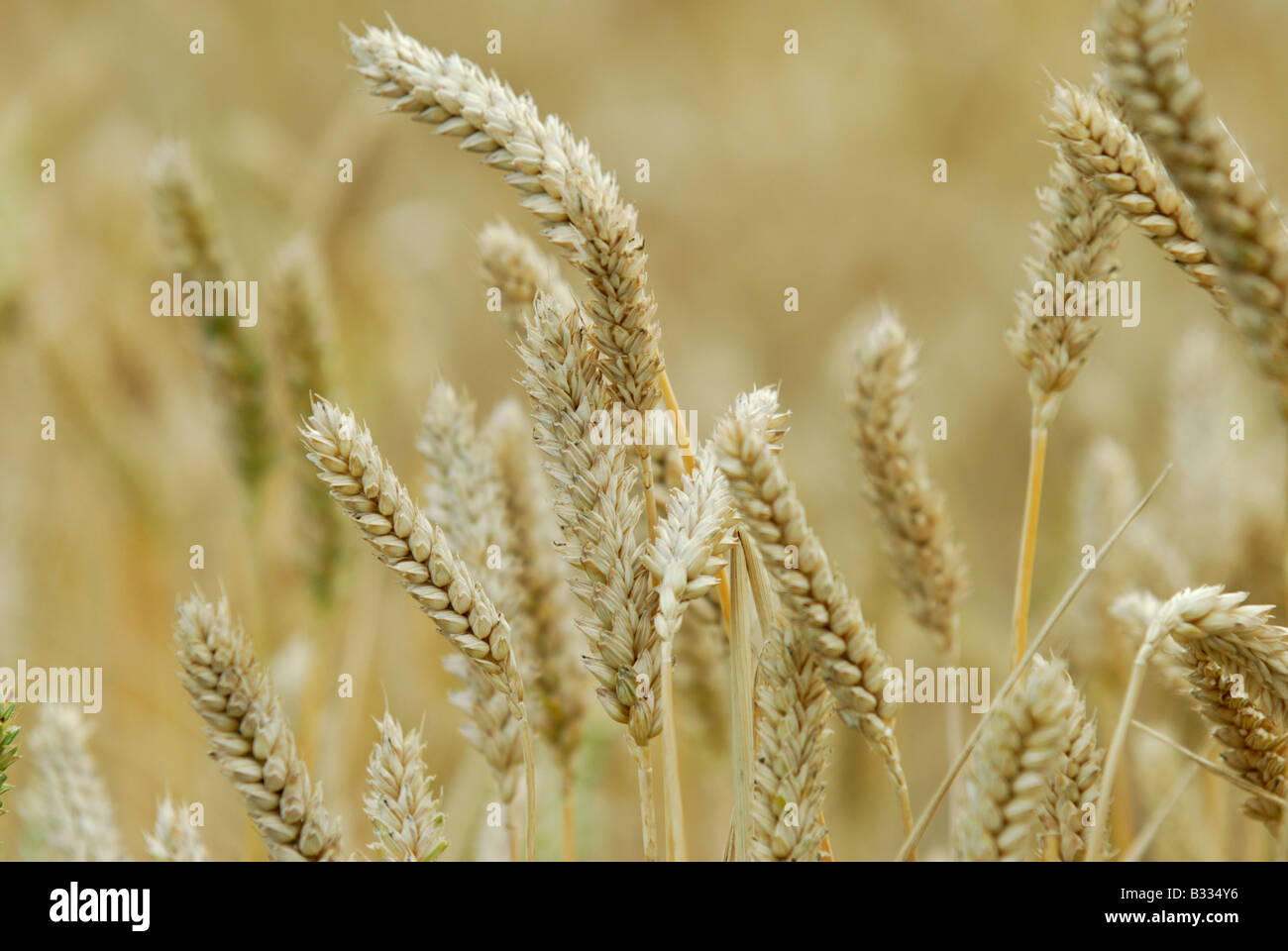 Wheat heads hi-res stock photography and images - Alamy