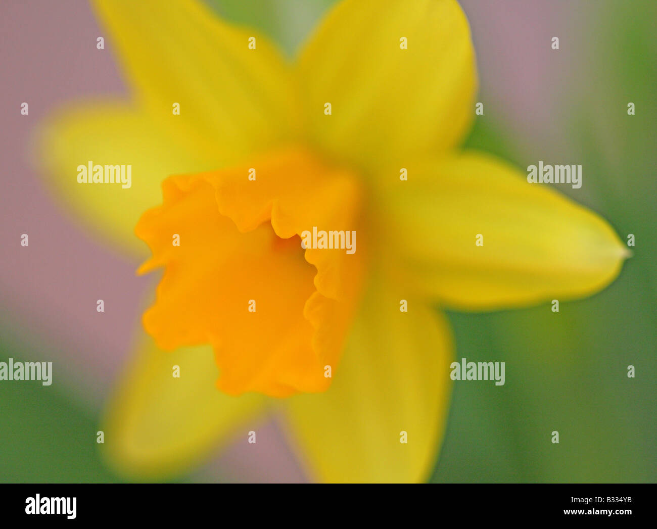 Daffodil close up Stock Photo - Alamy