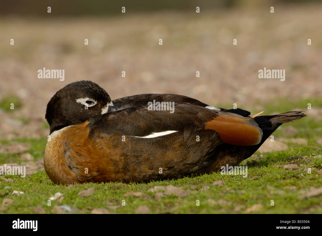Australian shelduck hi-res stock photography and images - Alamy