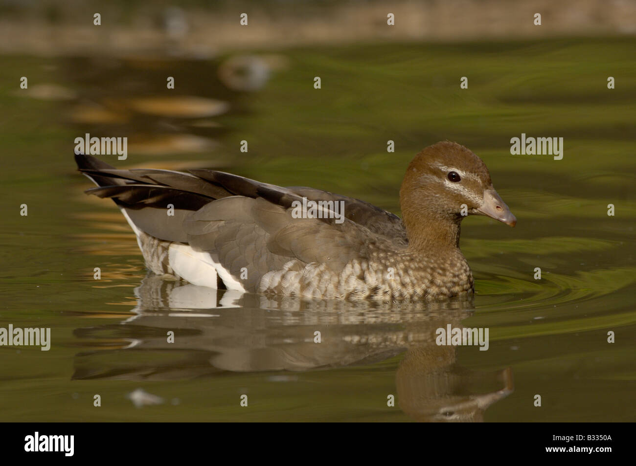 Australian Wood Duck Chenonetta jubata Female Photographed in Tasmania ...