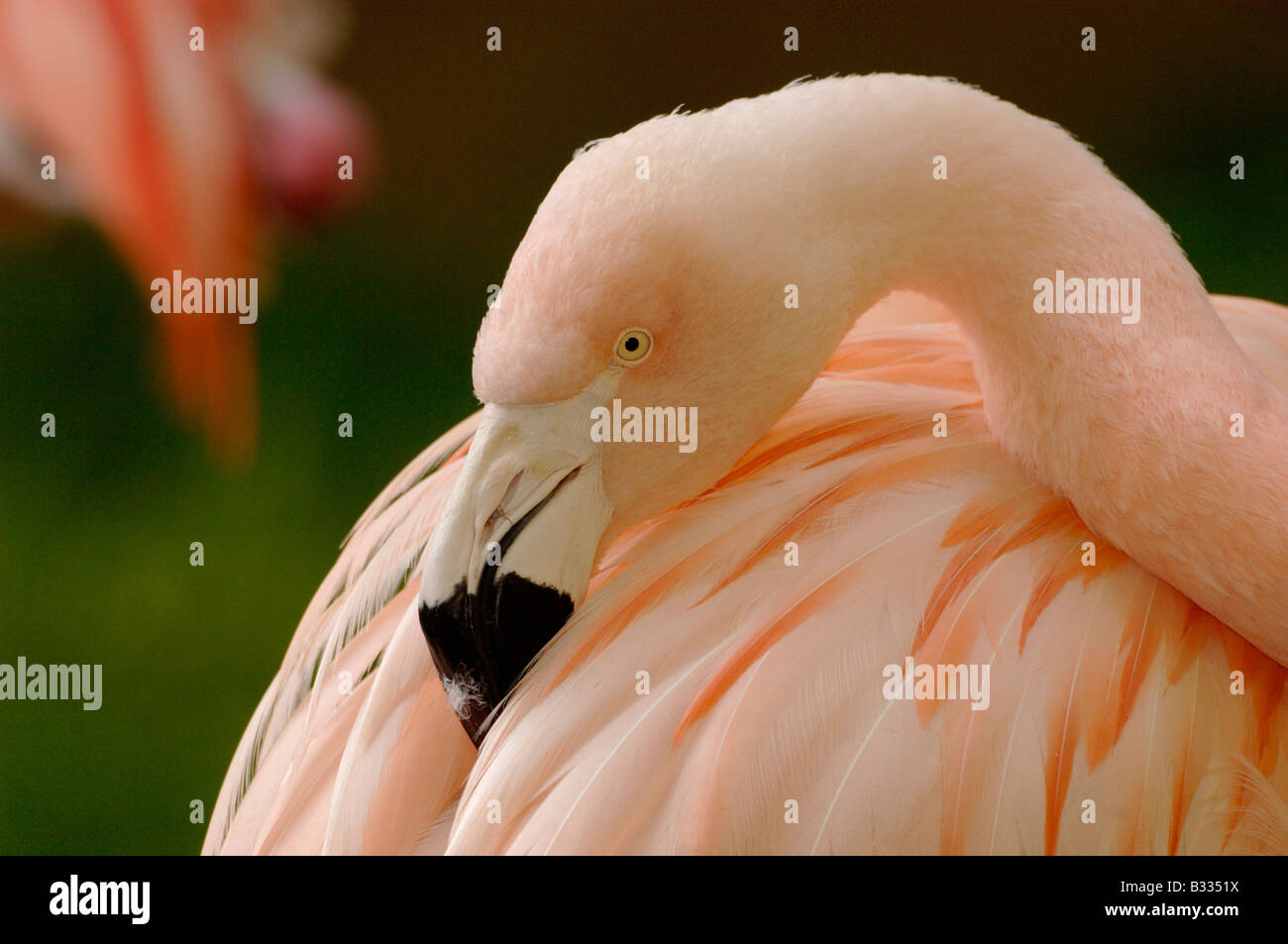 Tall flamingo hi-res stock photography and images - Alamy