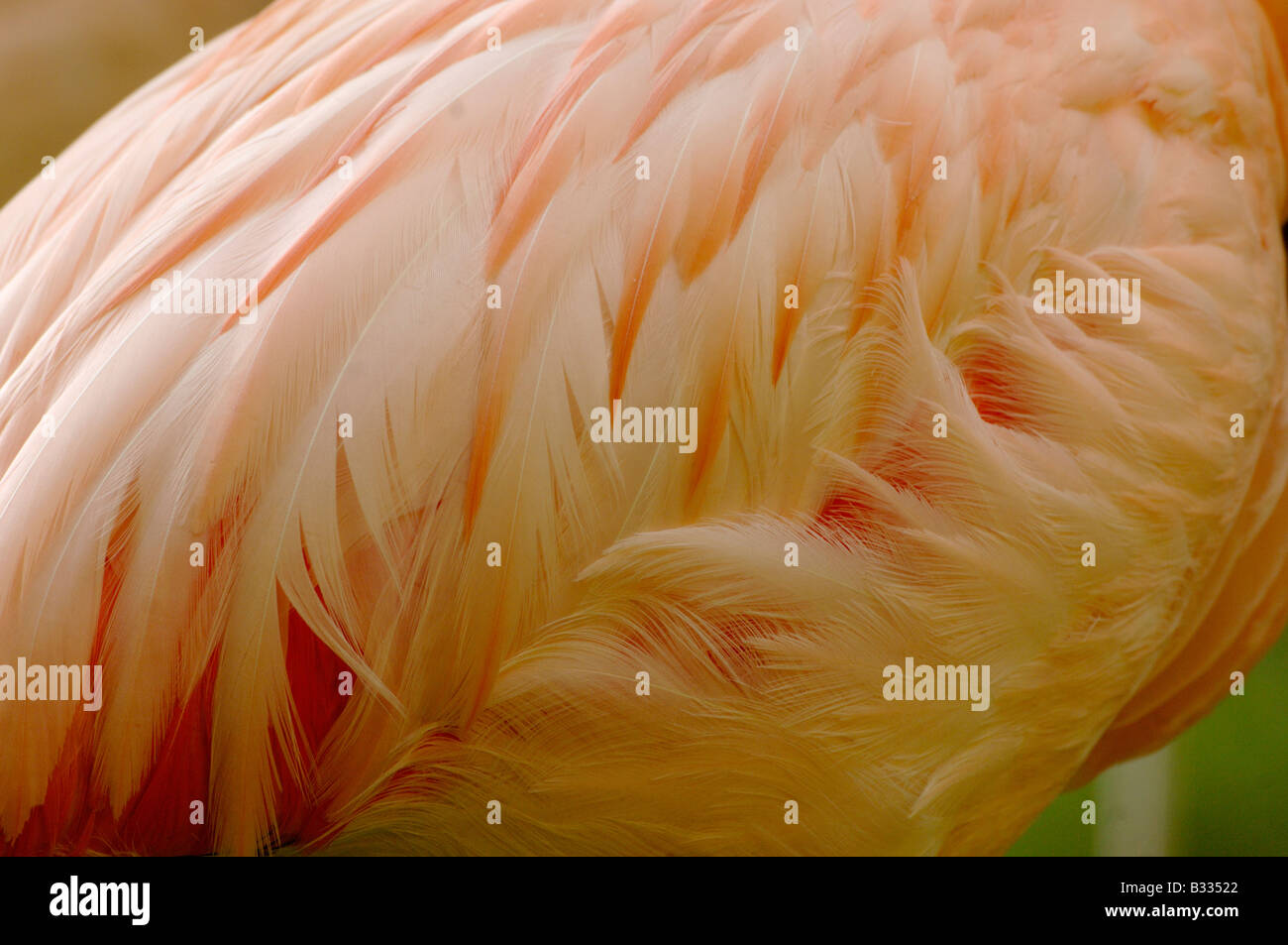 Algae detail hi-res stock photography and images - Alamy