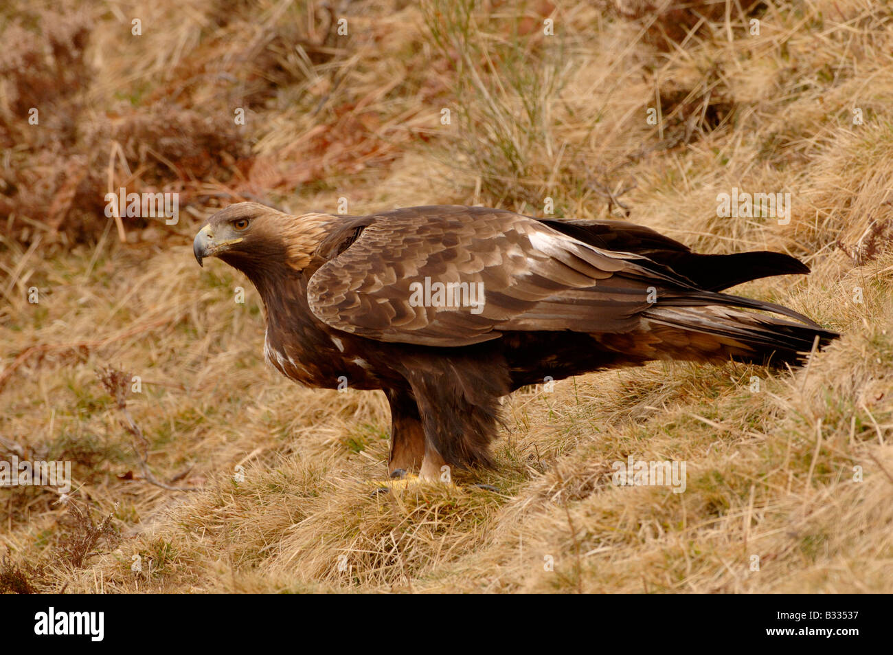 Golden Eagle Aquila chrysaetos Photographed in Pyrenees France Stock ...