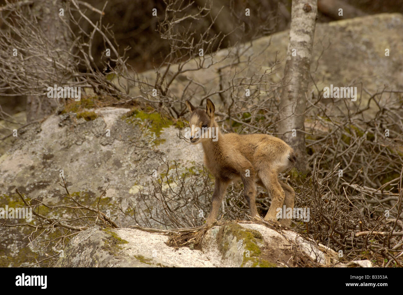Isard Pyrenean Chamois Rupicapra rupicapra pyrenaica, juvenile ...