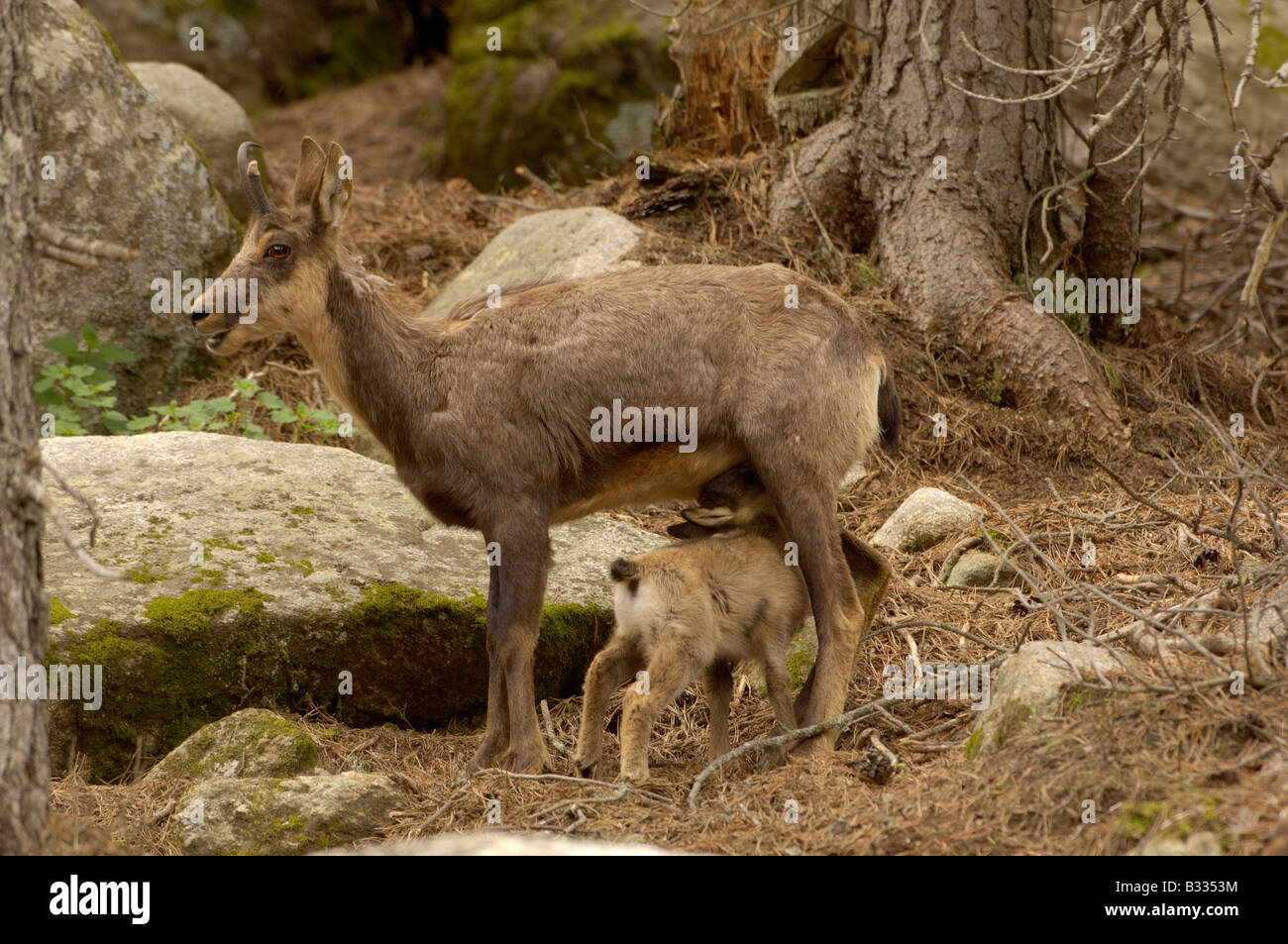 Isard (Pyrenean Chamois) Rupicapra rupicapra pyrenaica Female suckling ...
