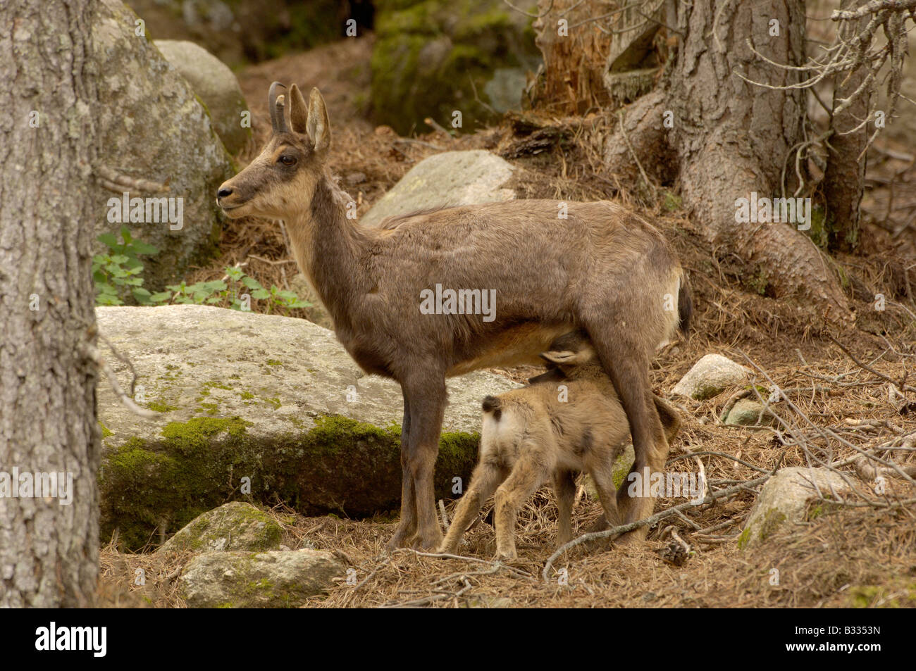Isard (Pyrenean Chamois) Rupicapra rupicapra pyrenaica, Female suckling ...