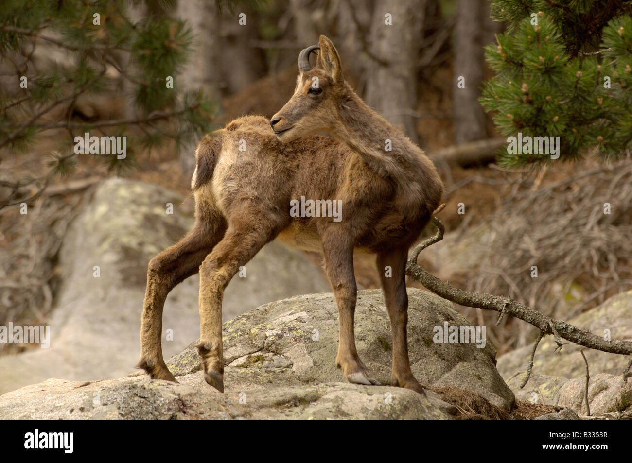 Isard( Pyrenean Chamois) Rupicapra rupicapra pyrenaica, Photographed in ...