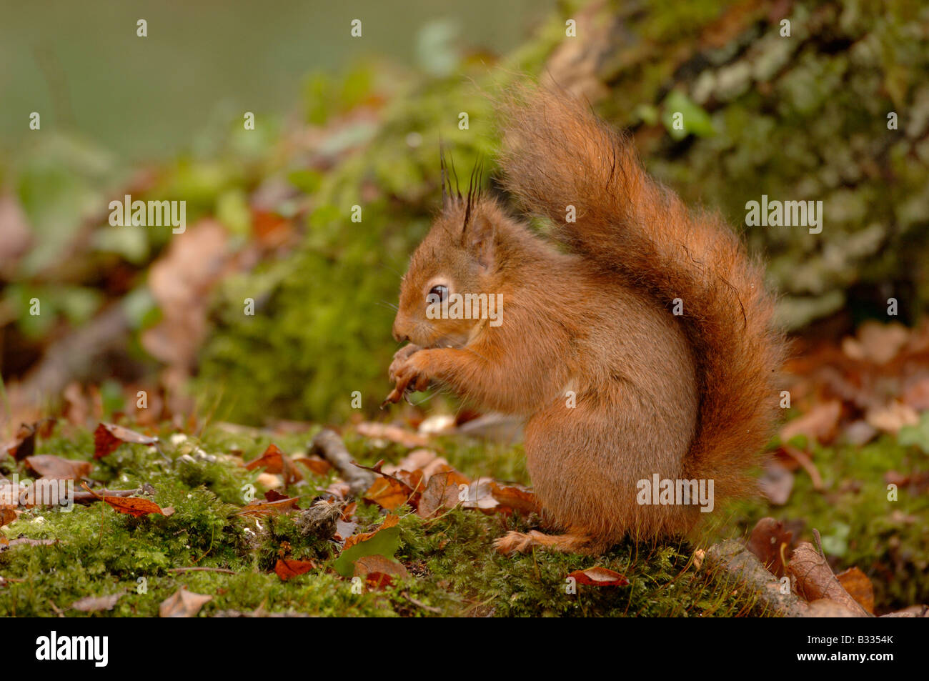 Red Squirrel Sciurus vulgaris Photographedin England, in winter Stock ...