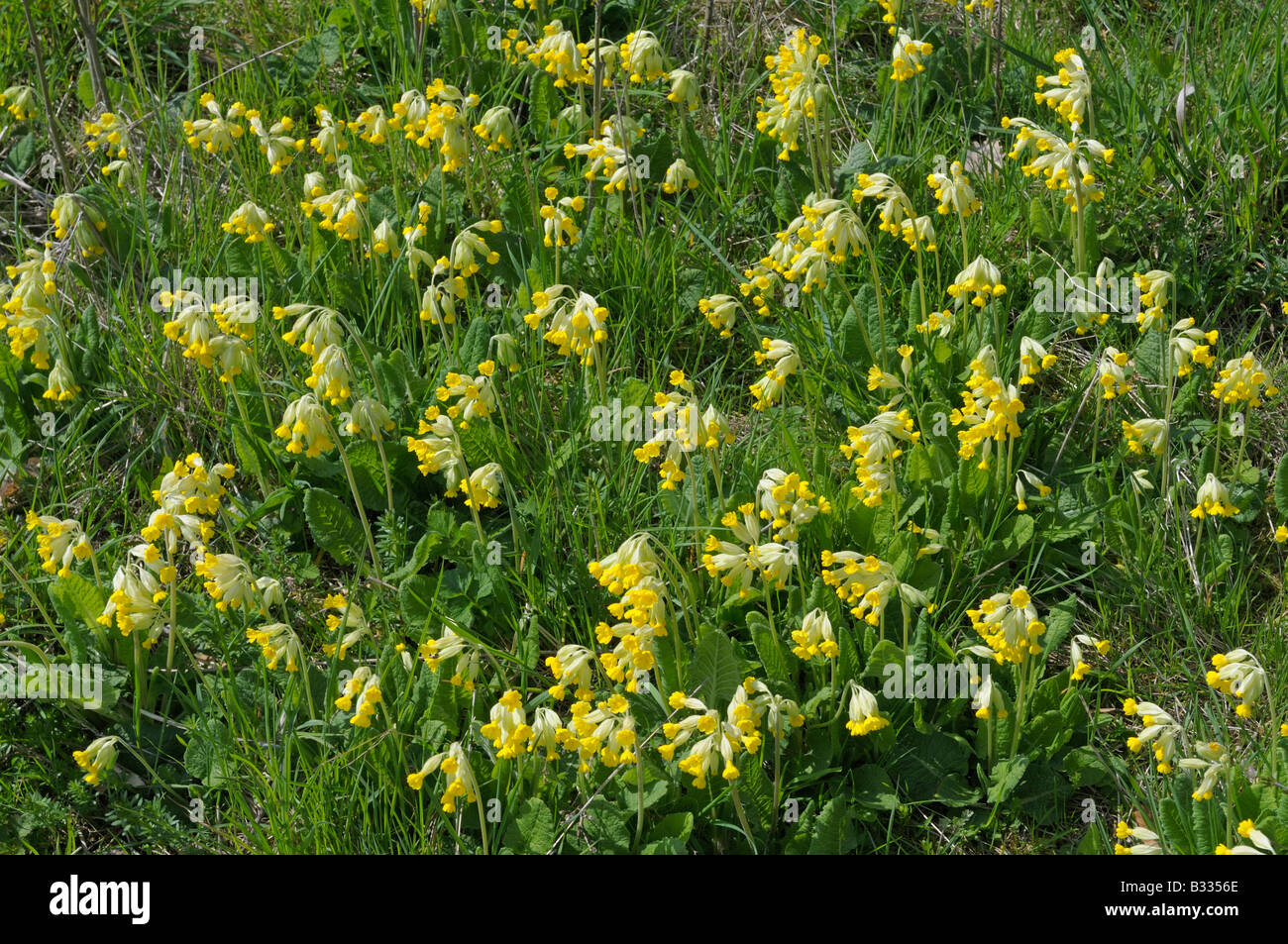 Cowslip (Primula veris, Primula officinalis), flowering stand Stock ...