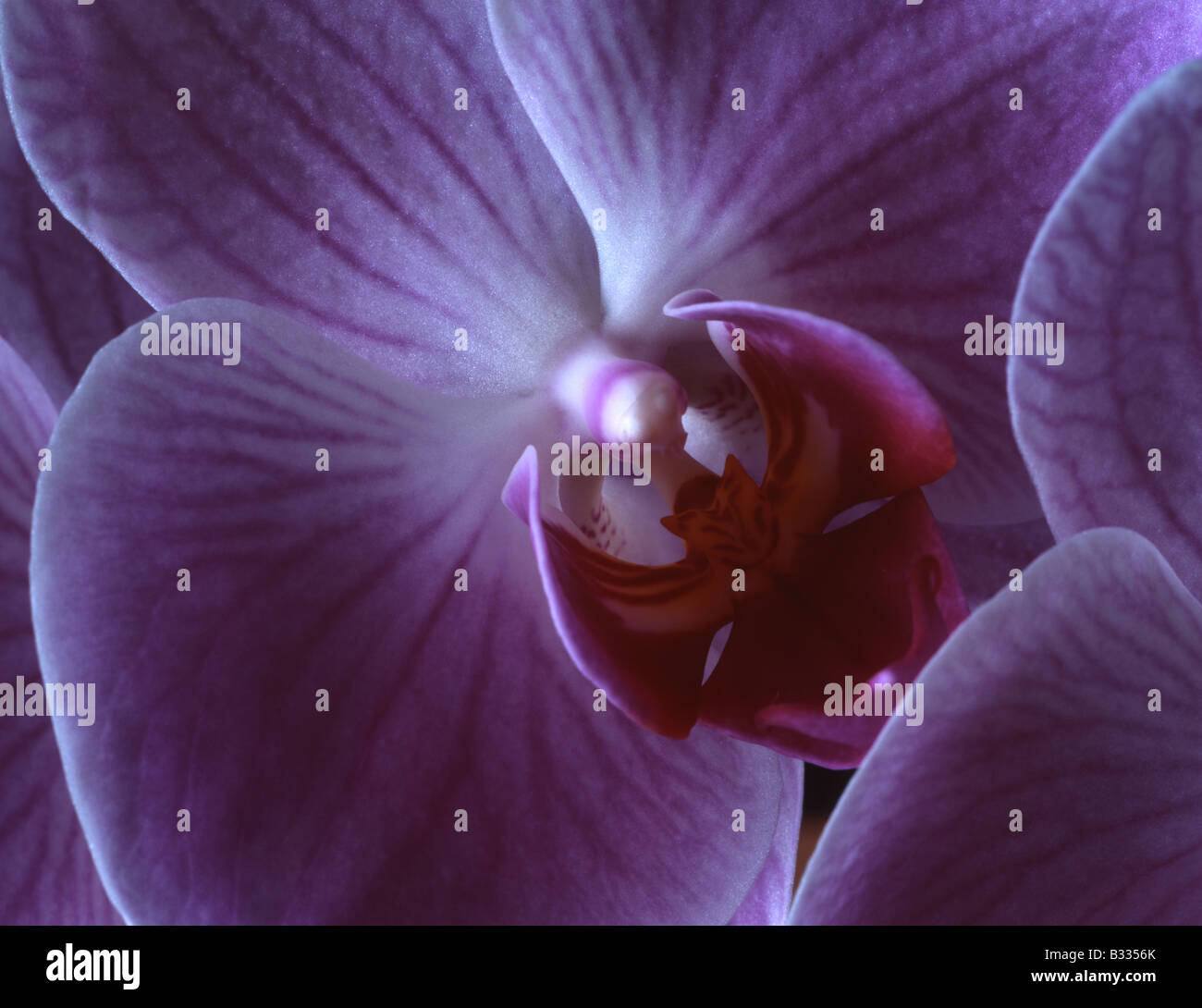 Orchid glow hi-res stock photography and images - Alamy
