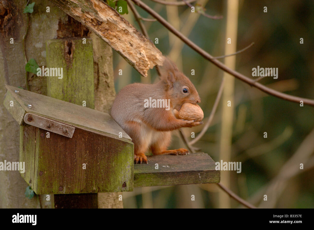 Red Squirrel Sciurus vulgaris Eating walnut from feeder Photographed in ...
