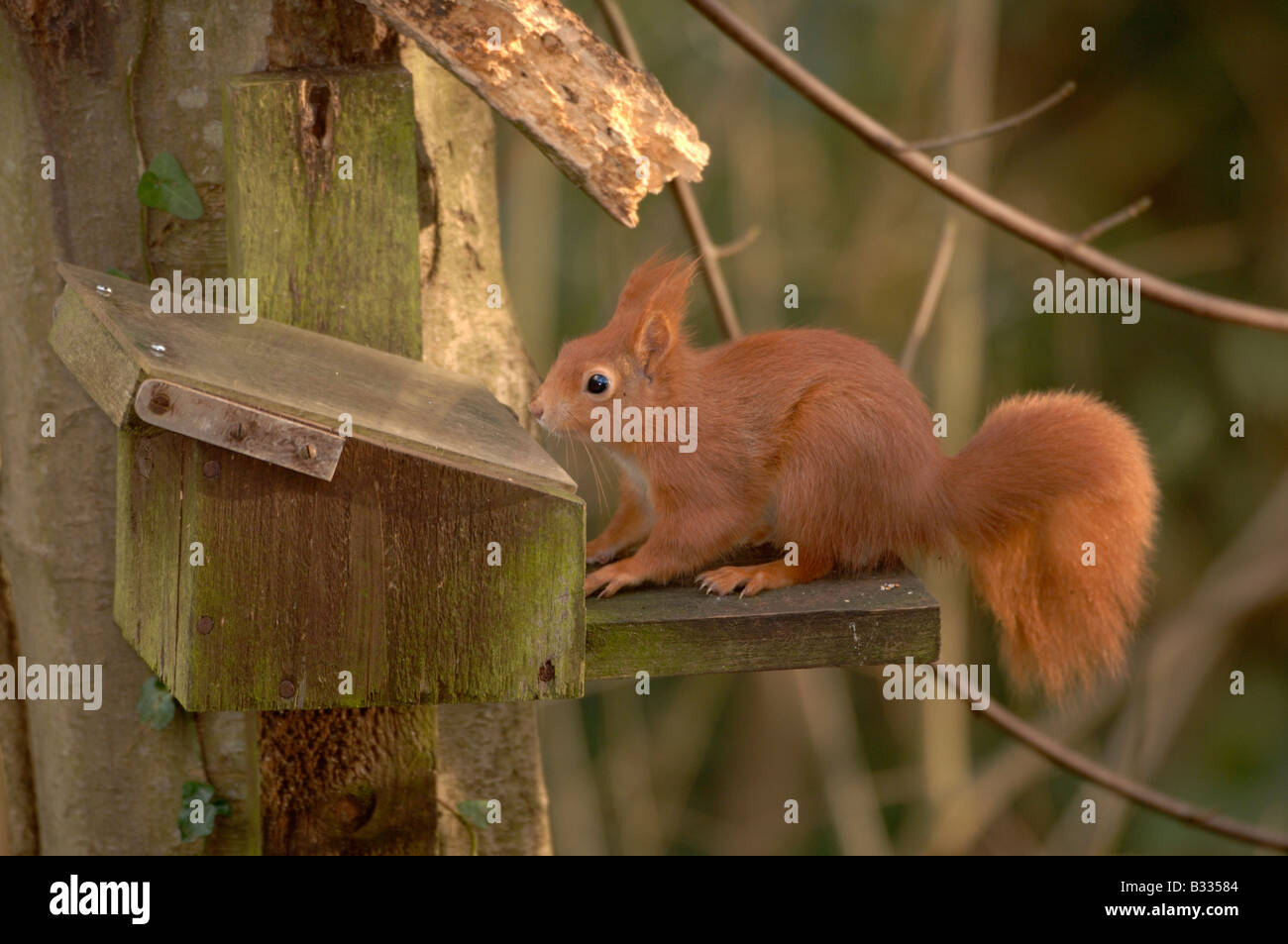 Red Squirrel Sciurus vulgaris At Squirrel feeding box Photographed in ...