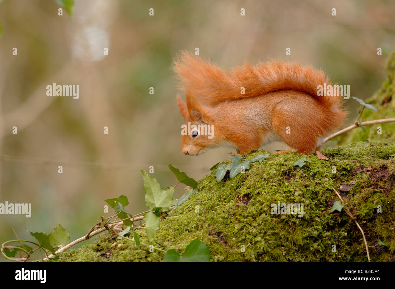 Red Squirrel Sciurus vulgaris Photographed in England,in winter Stock ...