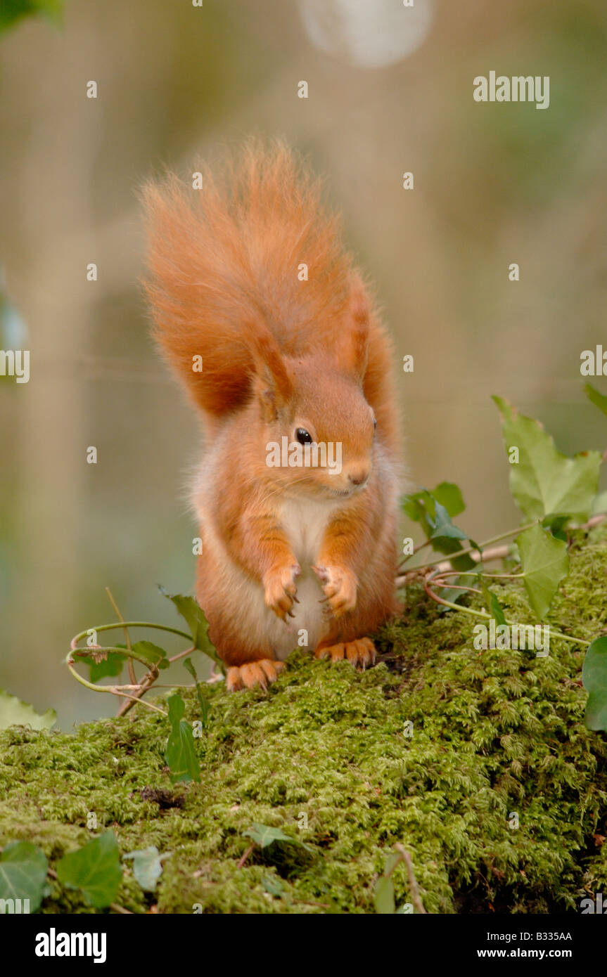 Red Squirrel Sciurus vulgaris Photographed in England, in winter Stock ...