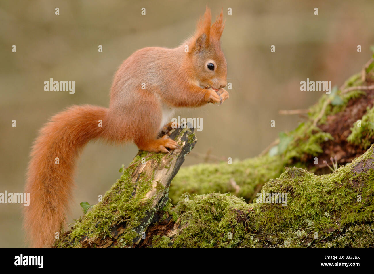 Red Squirrel Sciurus vulgaris Photographed in England in winter Stock ...
