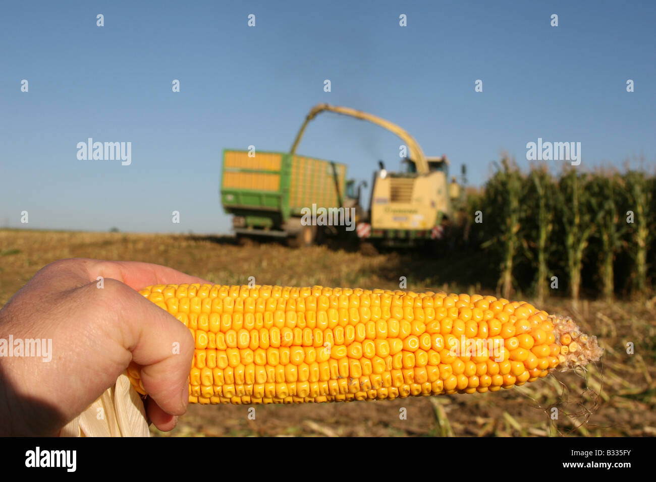 Biological control maize hi-res stock photography and images - Alamy