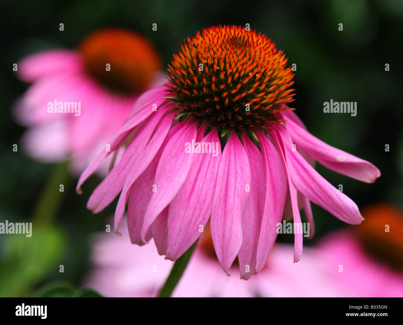 Cone flowers close up Echinacea purpurea Stock Photo - Alamy