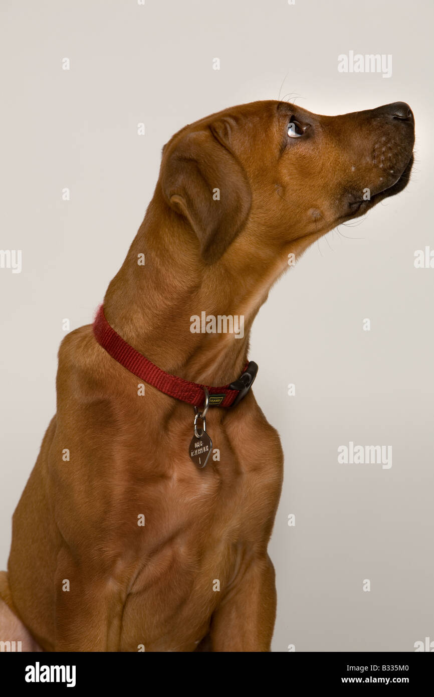 Rhodesian ridgeback pictures hi-res stock photography and images - Alamy