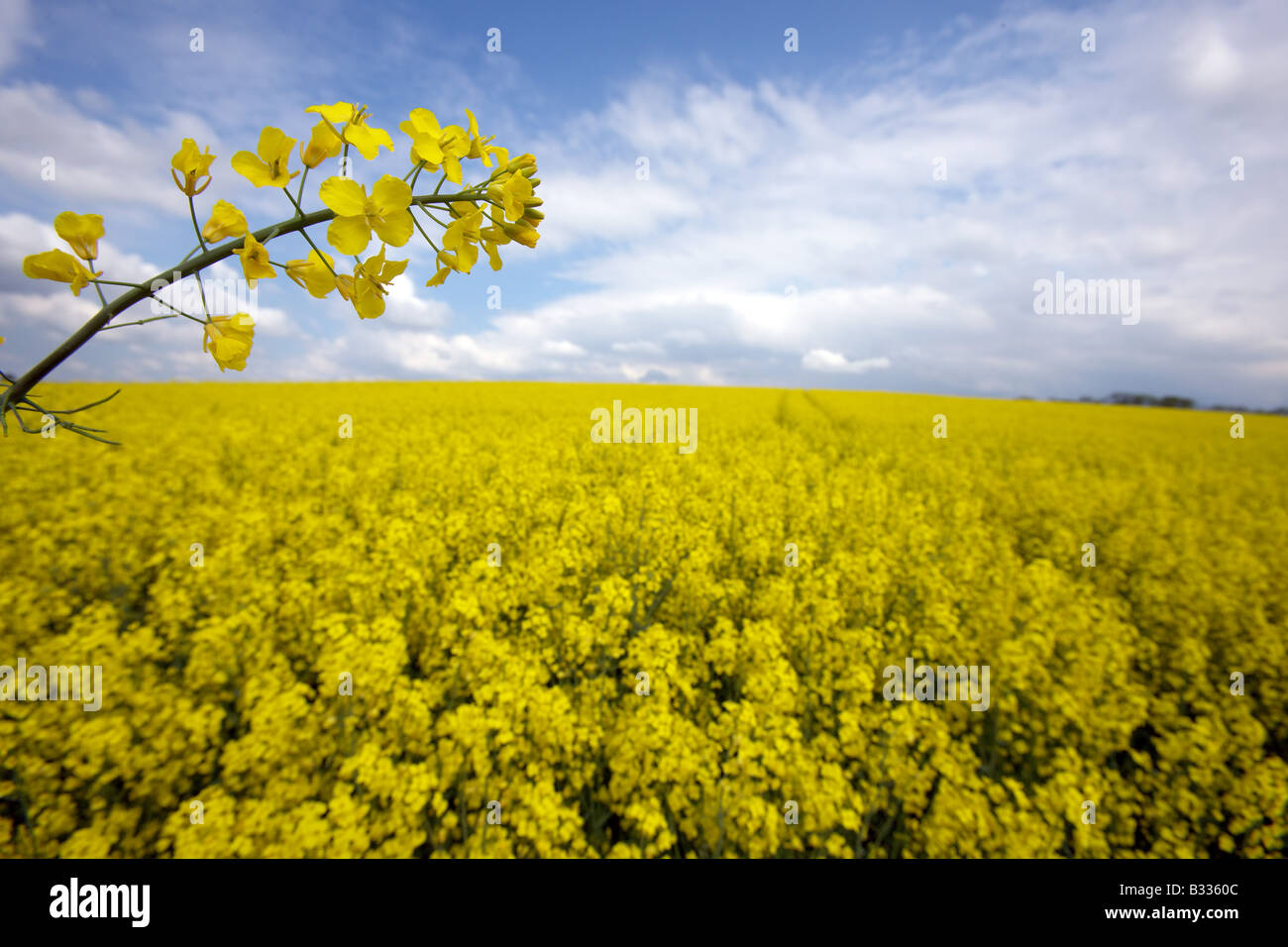 rape / colza field Stock Photo - Alamy