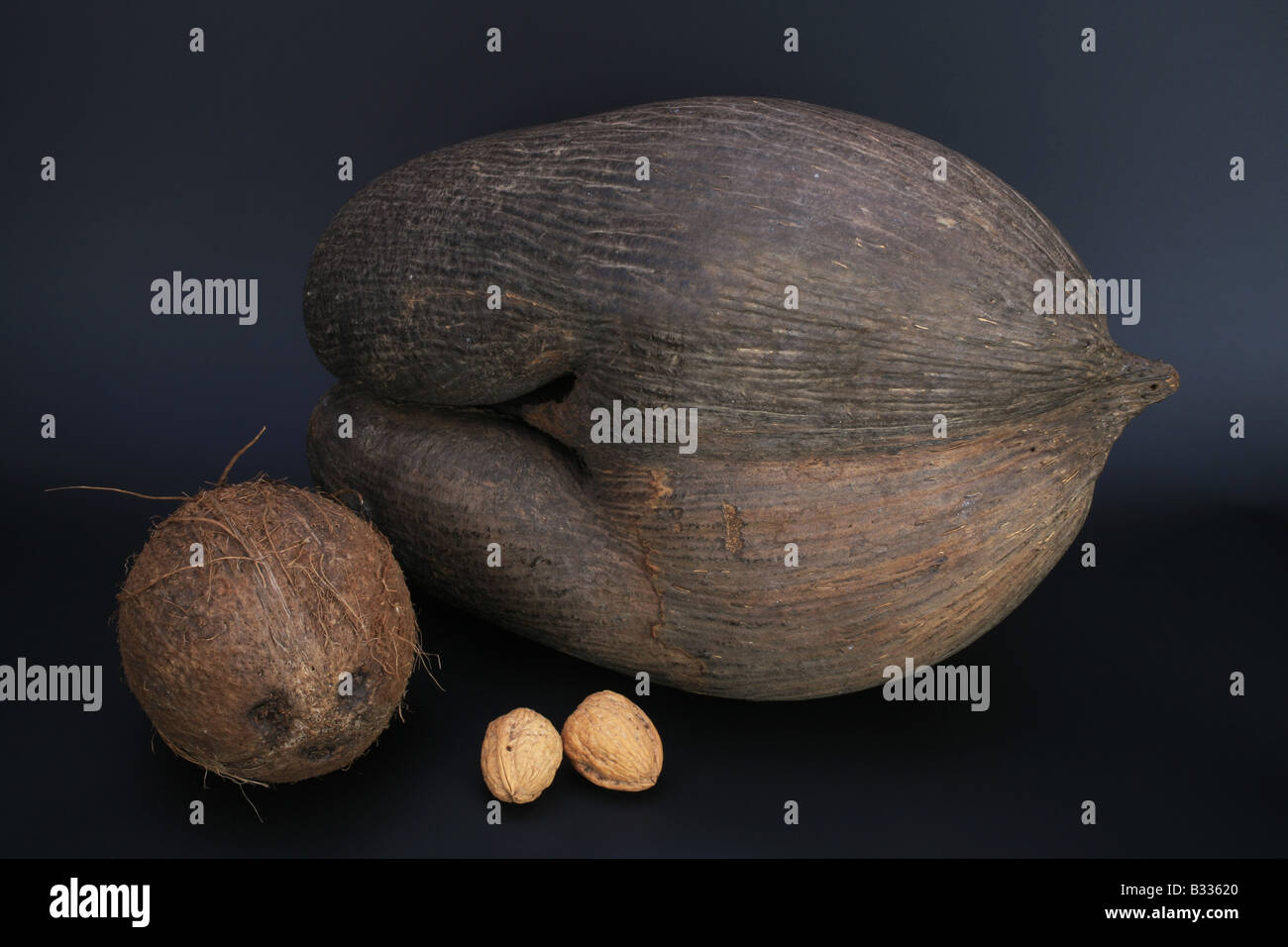 Coco de mer, Lodoicea maldivica, coco de mer, double coconut Stock ...