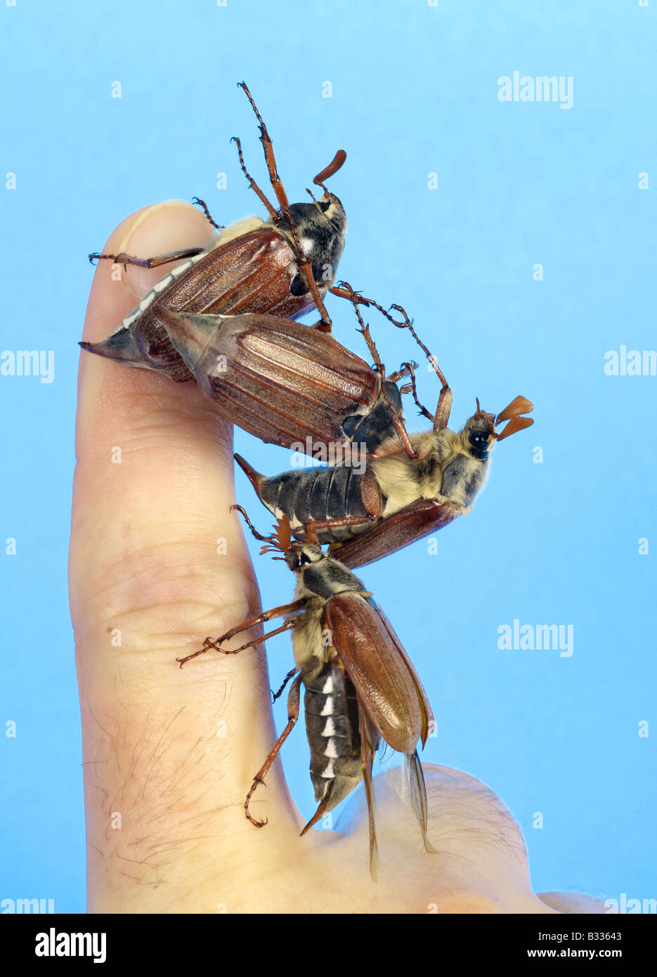 Melolontha melolontha, common cockchafer, maybug Stock Photo - Alamy