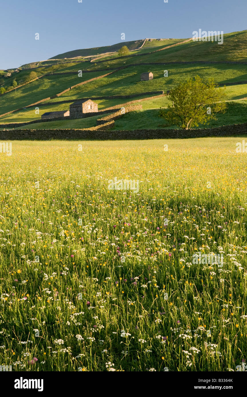 Early morning in Swaledale, Near Muker, Yorkshire Dales National Park ...