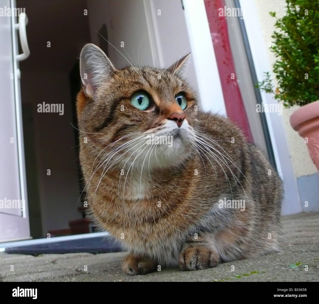 Cat f hi-res stock photography and images - Alamy