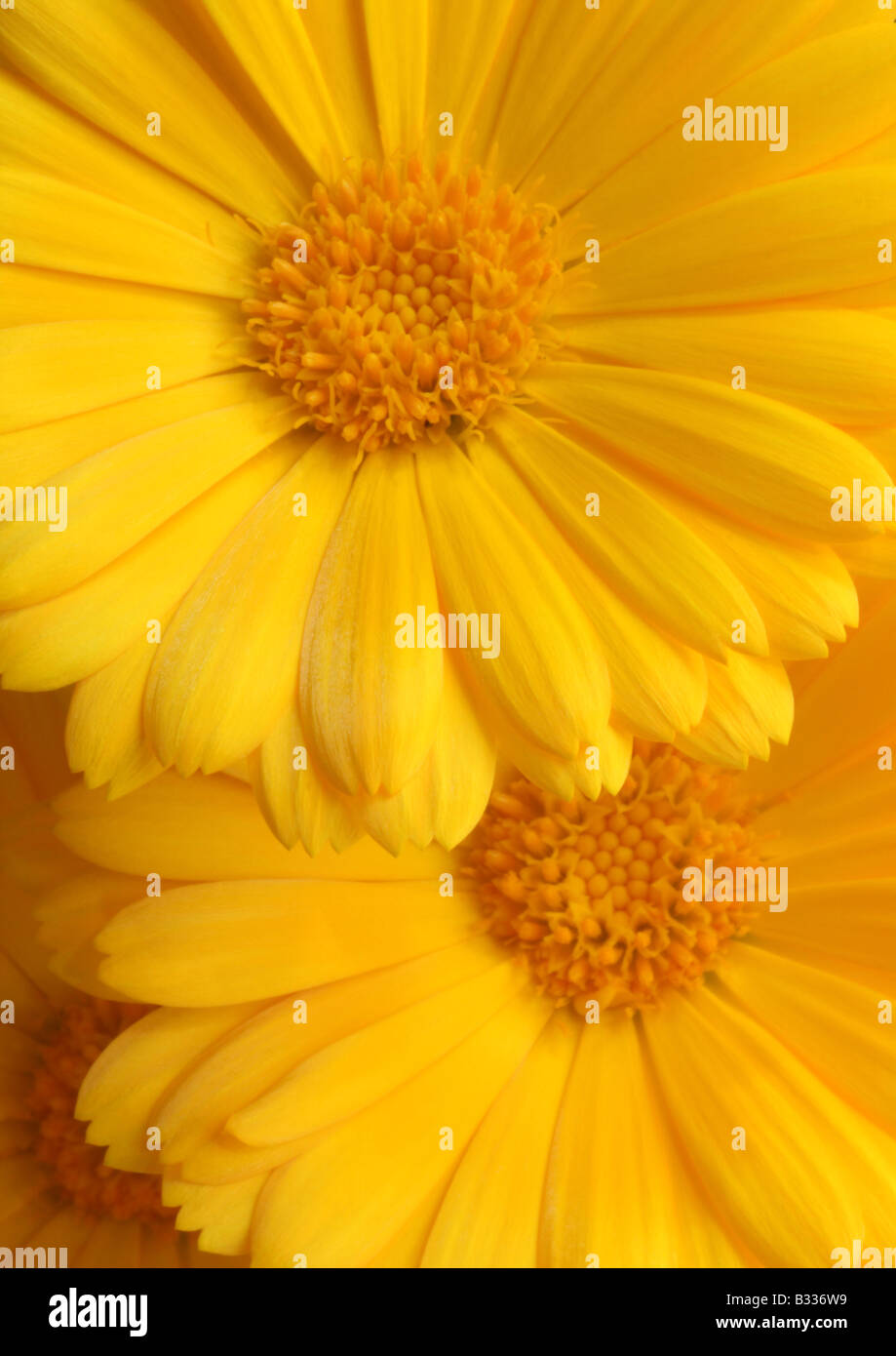 Pot marigold, Calendula officinalis, closeup of flowers Stock Photo - Alamy