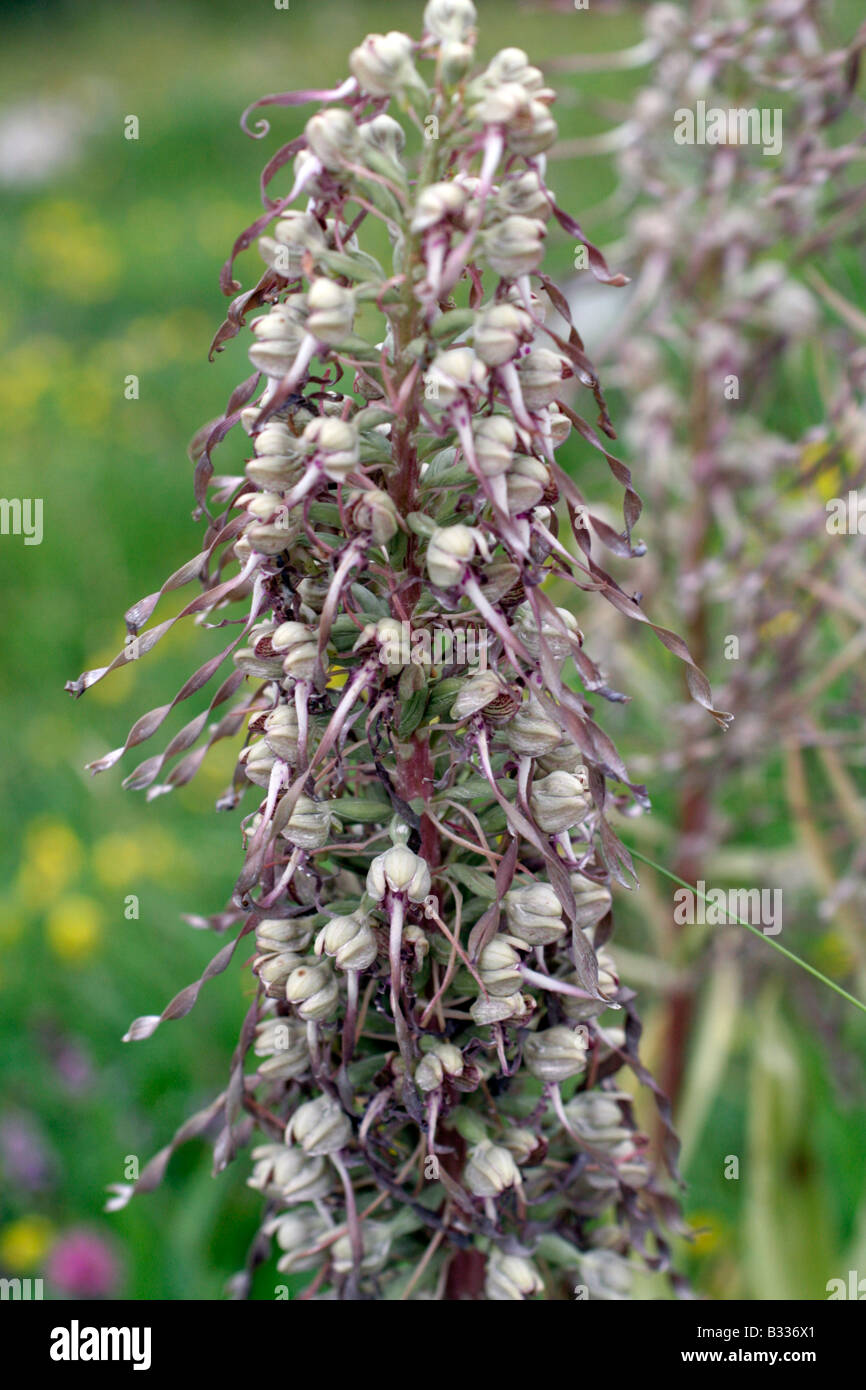 Hircinum himantoglossum hi-res stock photography and images - Alamy