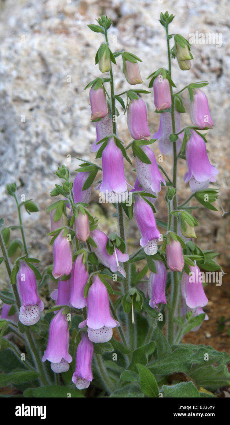 Pink tubular flower hi-res stock photography and images - Alamy