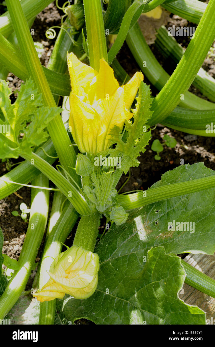 Courgettes growing hi-res stock photography and images - Alamy