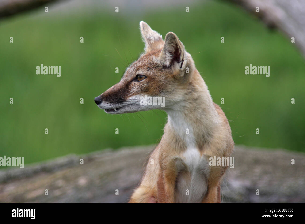 Corsac fox hi-res stock photography and images - Alamy