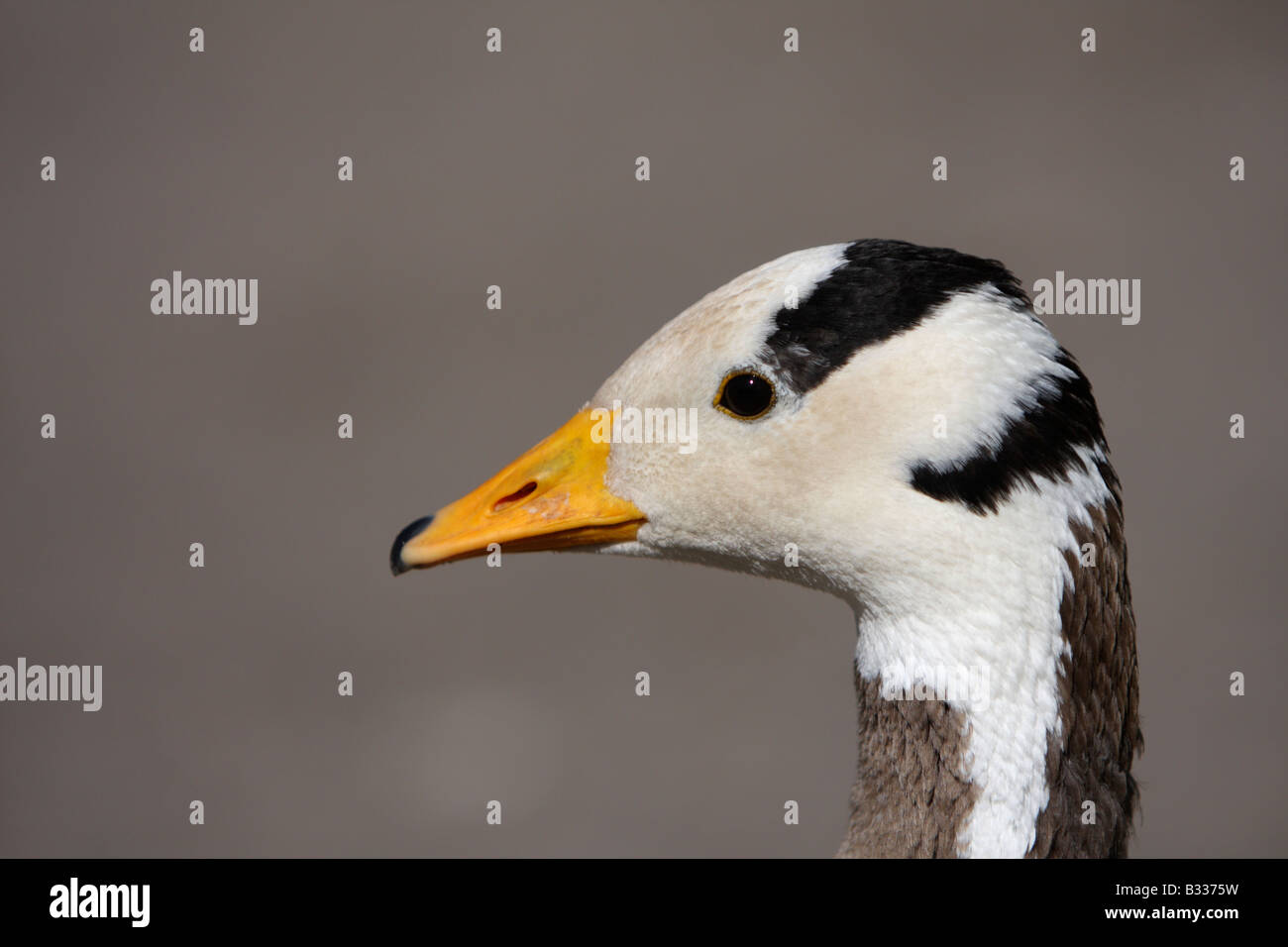 Black and white stripes hi-res stock photography and images - Alamy