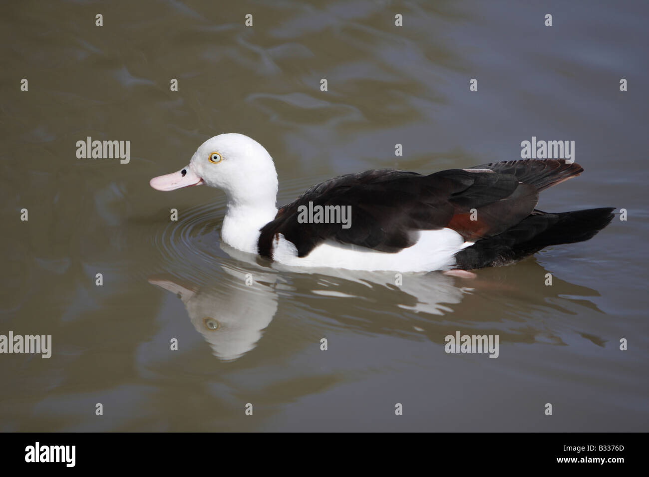 Shelduck water bird hi-res stock photography and images - Alamy