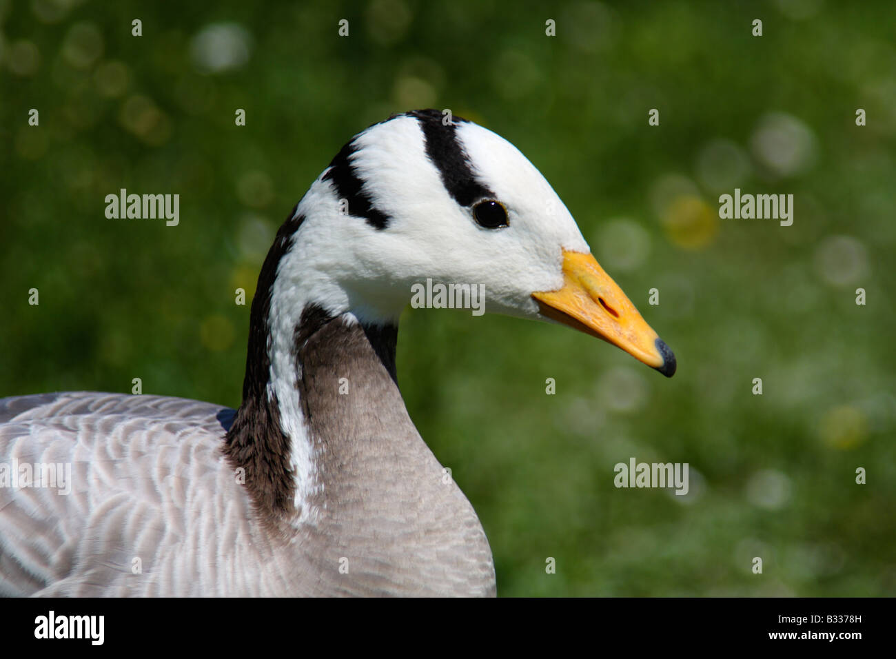 White headed goose hi-res stock photography and images - Alamy