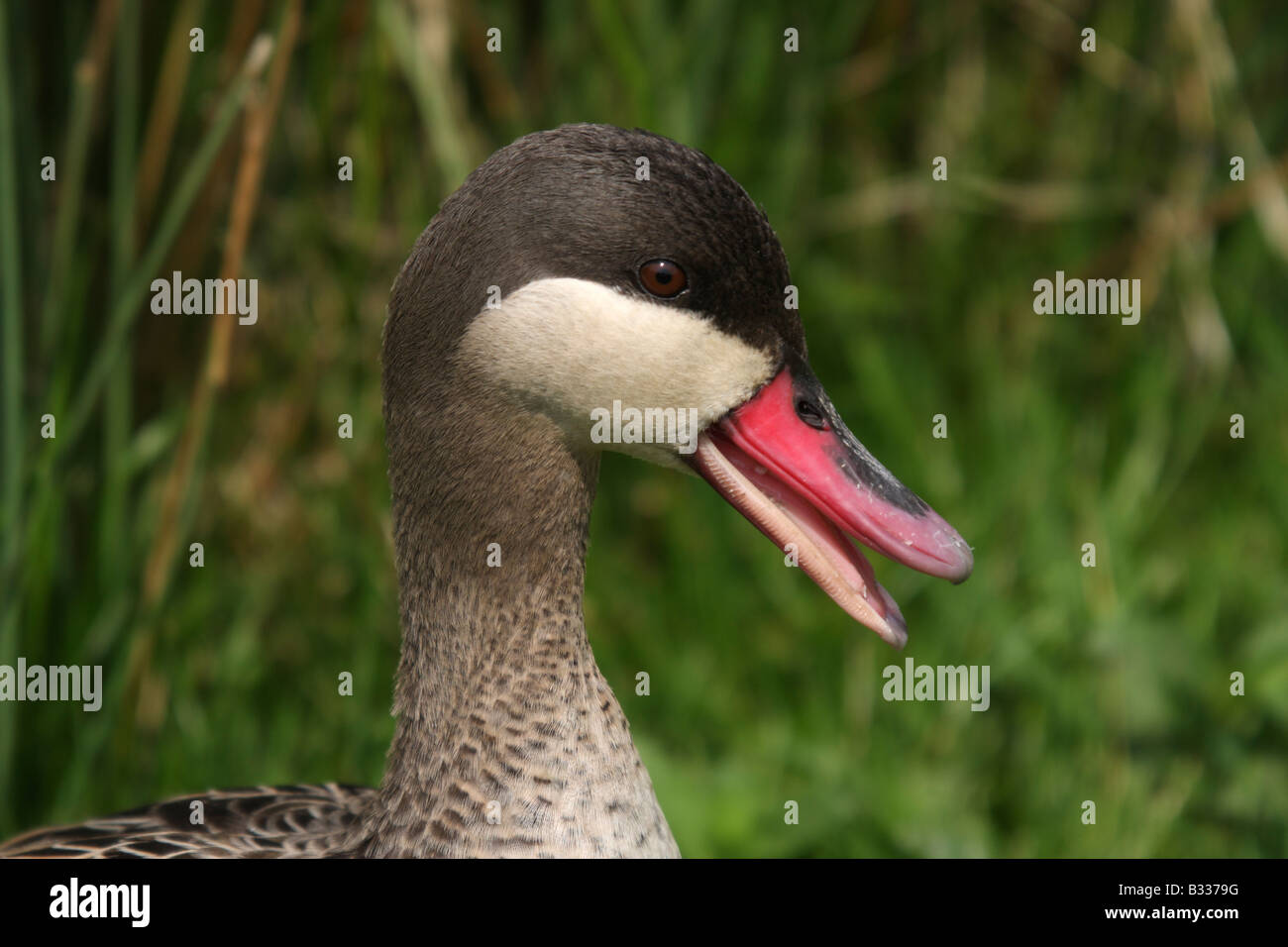 Red billed duck hi-res stock photography and images - Alamy