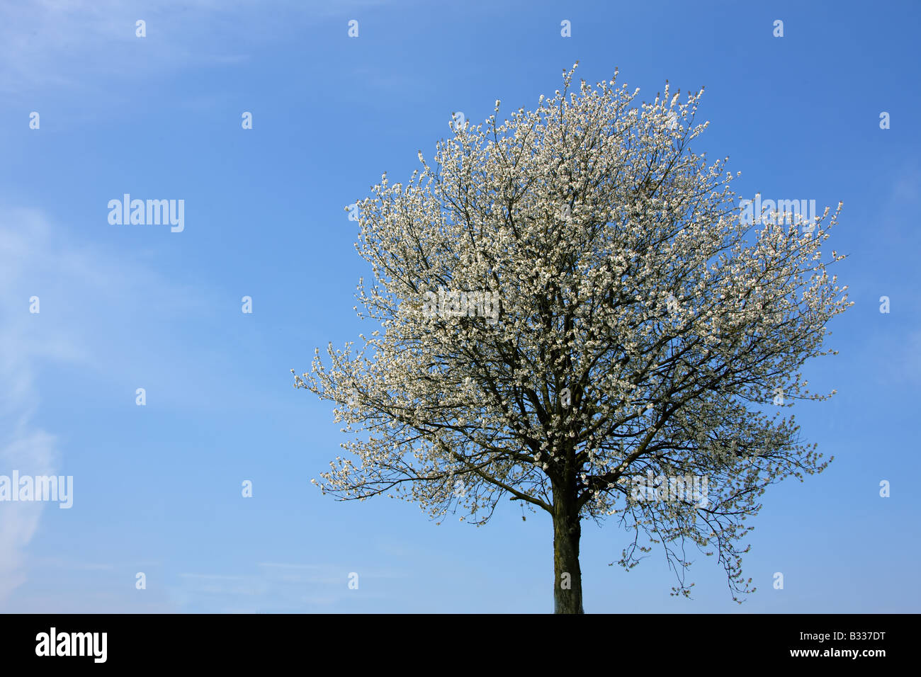 blooming tree in spring Stock Photo - Alamy