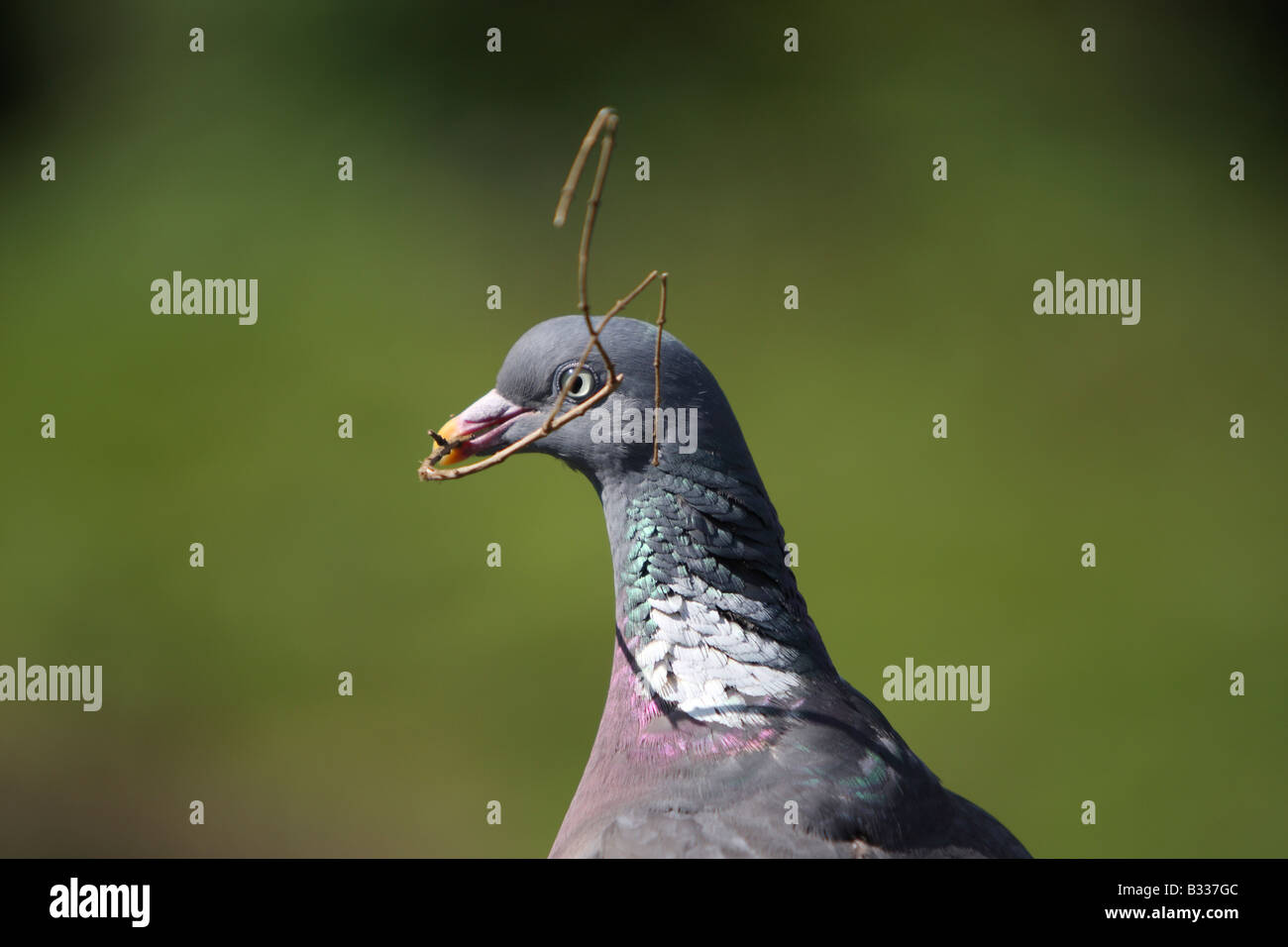 Pigeon nest nesting hi-res stock photography and images - Alamy